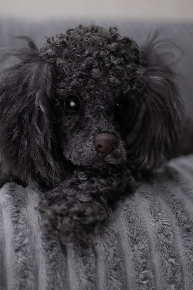 Grey Toy Poodle