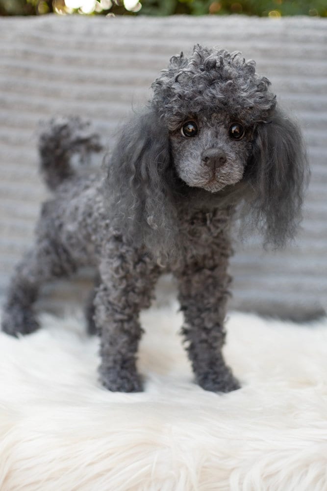 Toy Poodle Grey