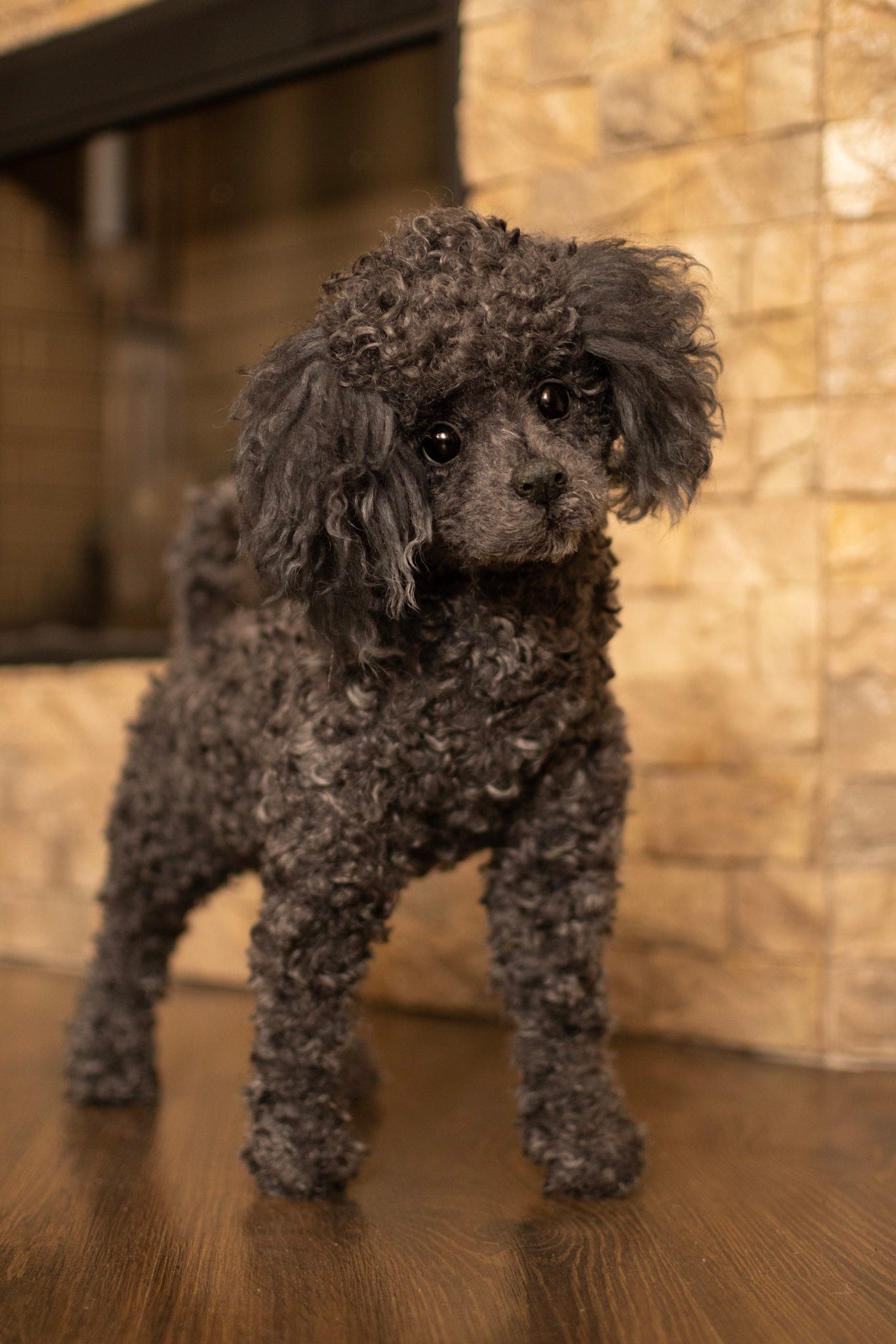 Chocolate Toy Poodle Puppies