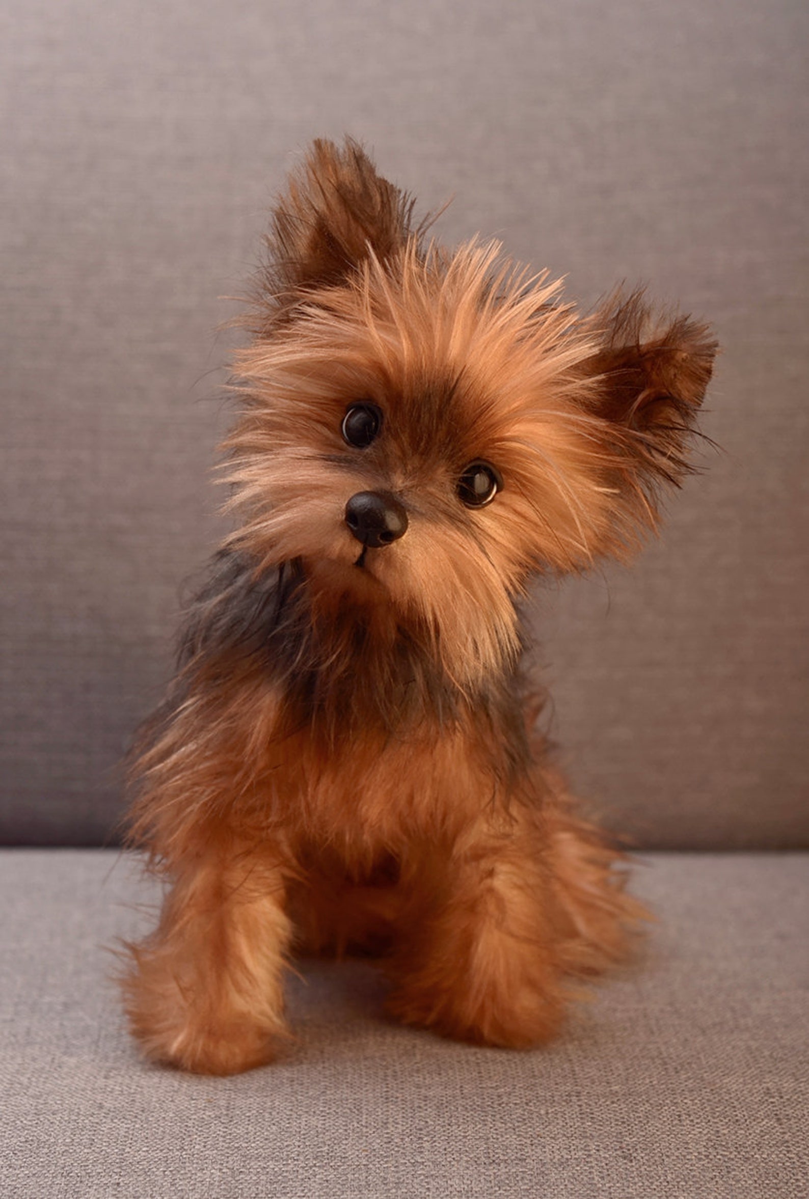 Puppy Richie Yorkies made to Order Yorkshire Terrier York - Etsy Australia