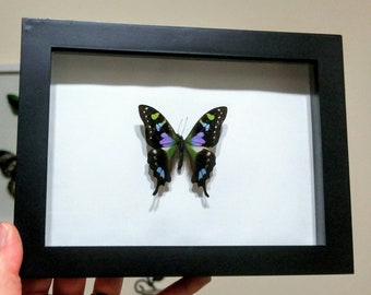 Real Framed Butterfly Skeleton Graphium weiskei Oddity Display | Etsy