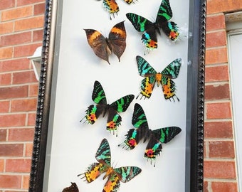 Real Sunset Moth - Etsy