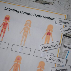 Human Body Anatomy Bundle, Toddler Learning Binder, Body Parts Busy ...