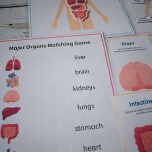 Human Body Anatomy Bundle, Toddler Learning Binder, Body Parts Busy ...