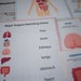 Human Body Anatomy Bundle, Toddler Learning Binder, Body Parts Busy ...