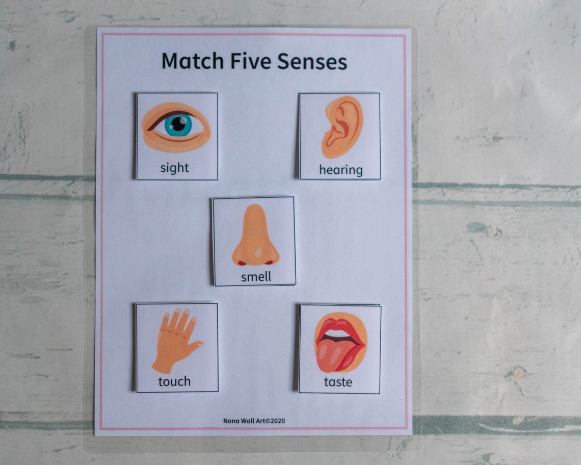 Five Senses Matching Homeschool Educational Worksheet - Etsy