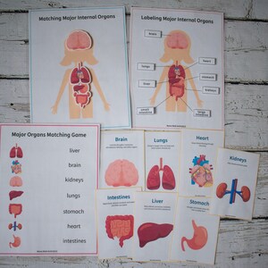 Human Body Anatomy Bundle, Toddler Learning Binder, Body Parts Busy ...