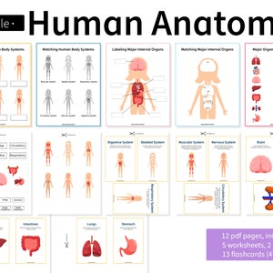 Human Body Anatomy Bundle, Toddler Learning Binder, Body Parts Busy ...