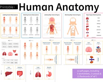 Human Anatomy Activity Unit, Printable Human Body Organ Matching ...