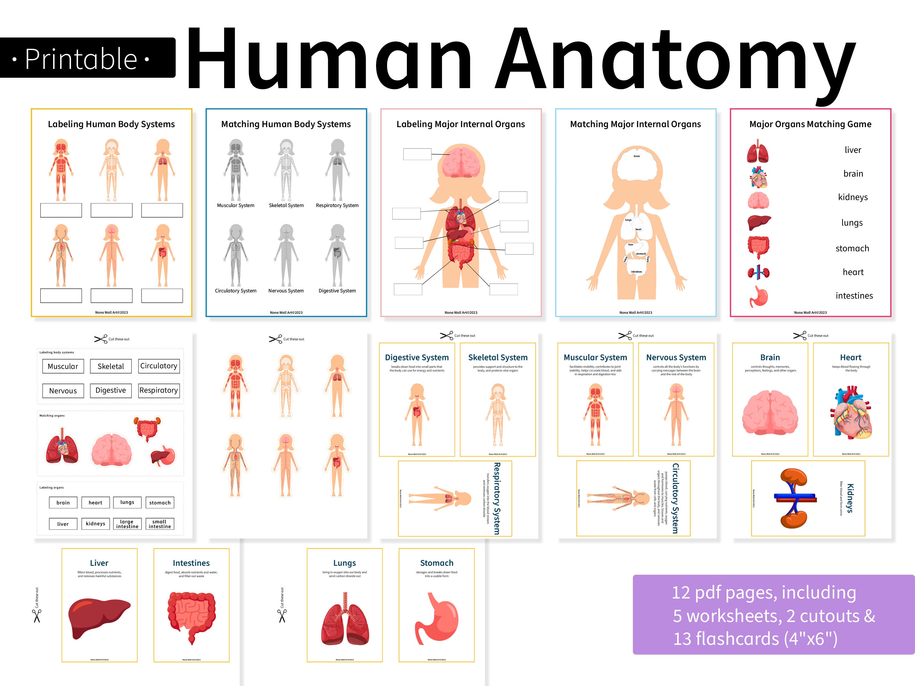 Human Body Systems For Kids Worksheets