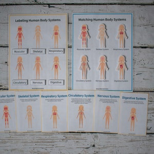 Human Body Anatomy Bundle, Toddler Learning Binder, Body Parts Busy ...