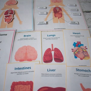 Human Body Anatomy Bundle, Toddler Learning Binder, Body Parts Busy ...