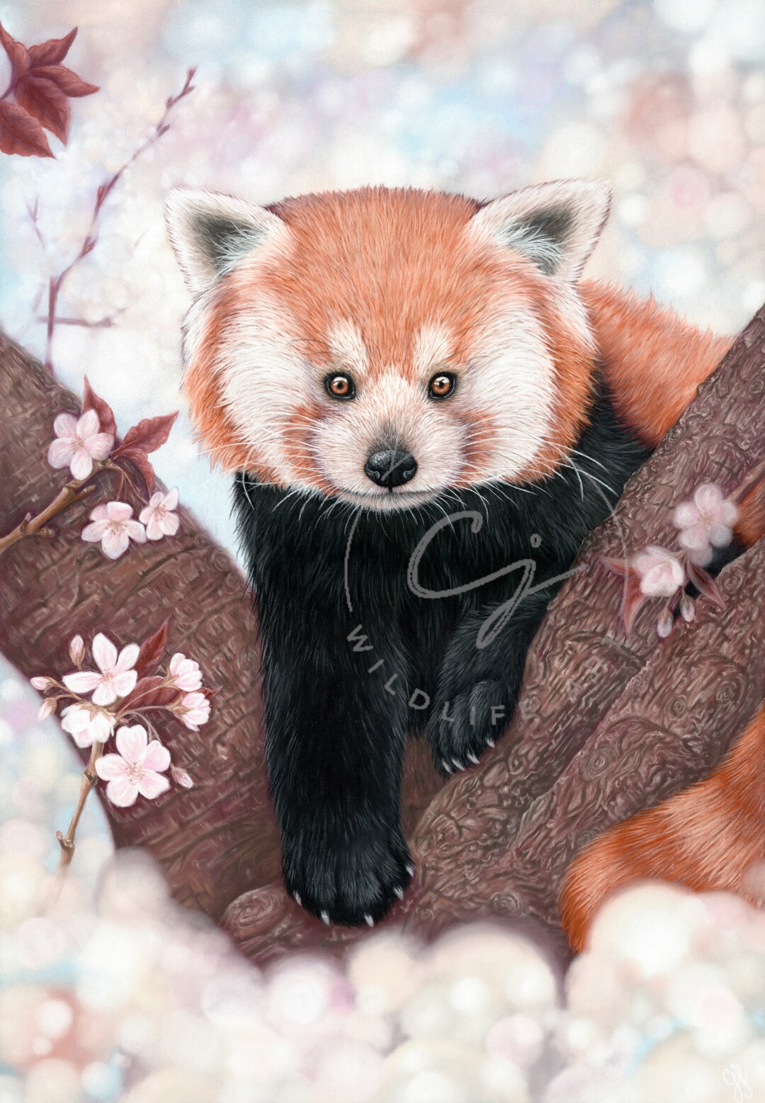 Red Panda Cherry Blossom Wildlife Pastel Art Print (A4/A3) - Etsy
