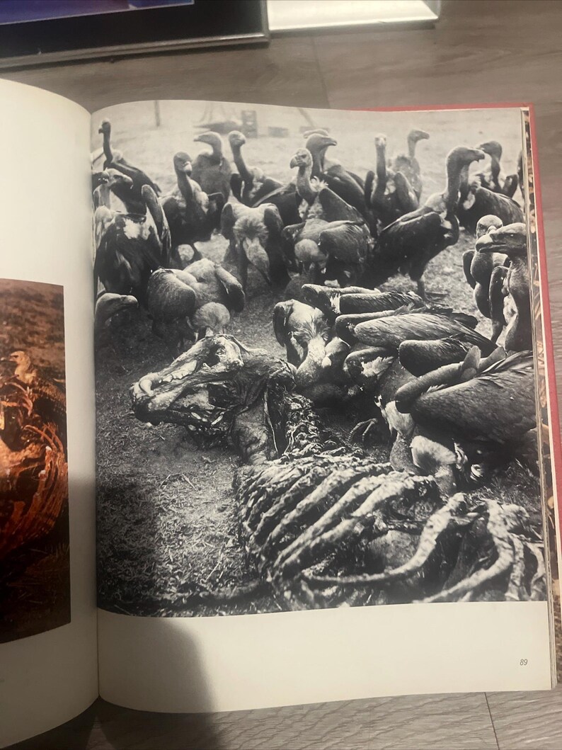 Ylla. Animals in India. 1954. Illustrated. Hardcover. Beautiful ...