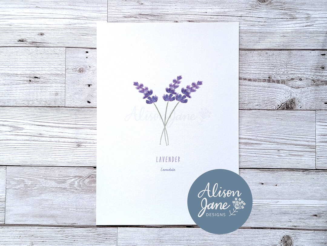 Lavender Print | Lavandula | Wildflower | Botanical Illustration ...
