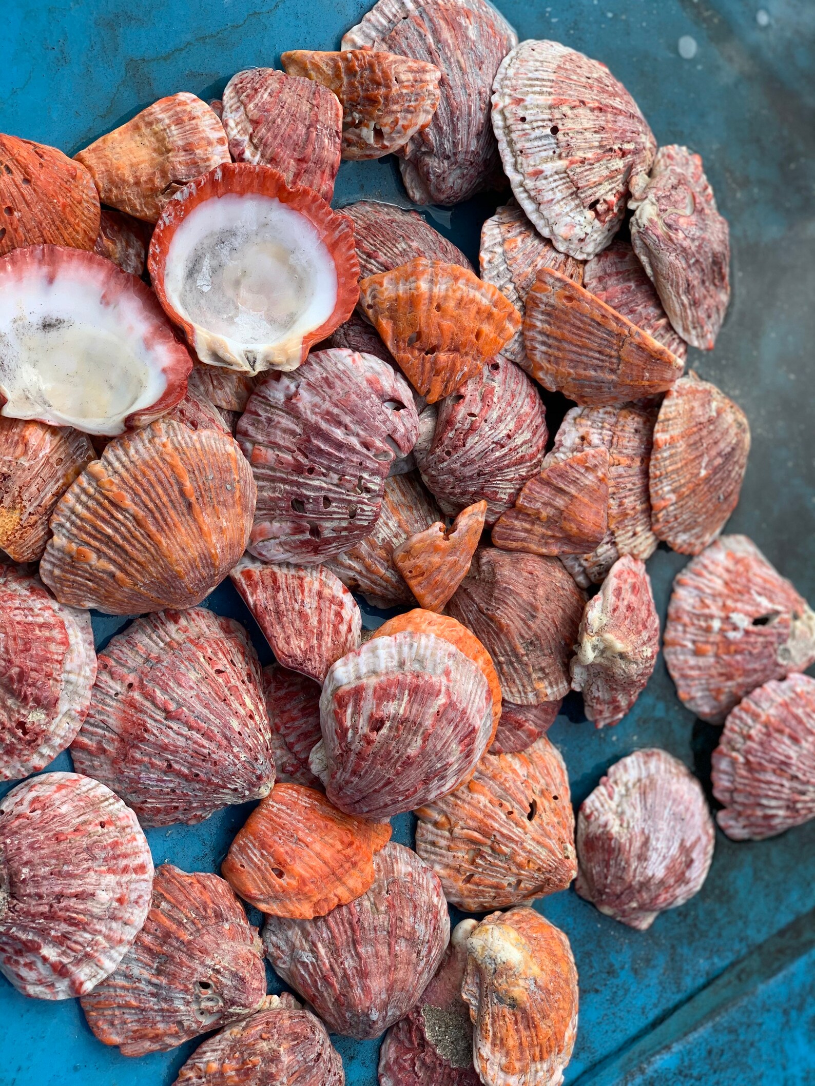 Spiny Oyster 400 Grams Natural Rough Shells Lapidary Cabochon | Etsy