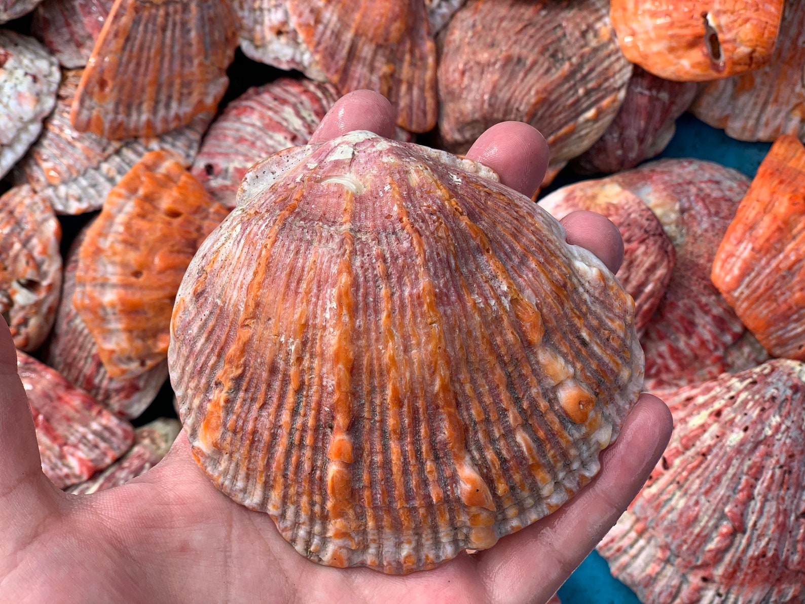 Spiny Oyster 400 Grams Natural Rough Shells Lapidary Cabochon | Etsy