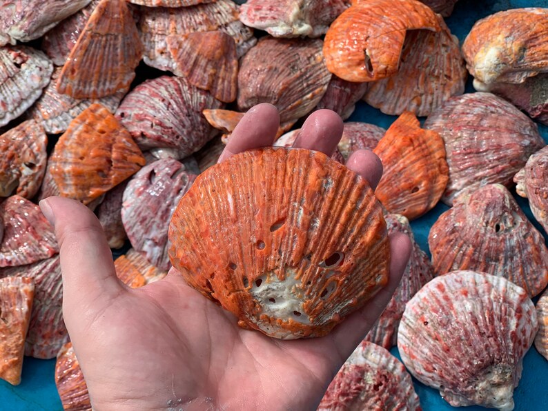 Spiny Oyster 400 Grams Natural Rough Shells Lapidary Cabochon | Etsy