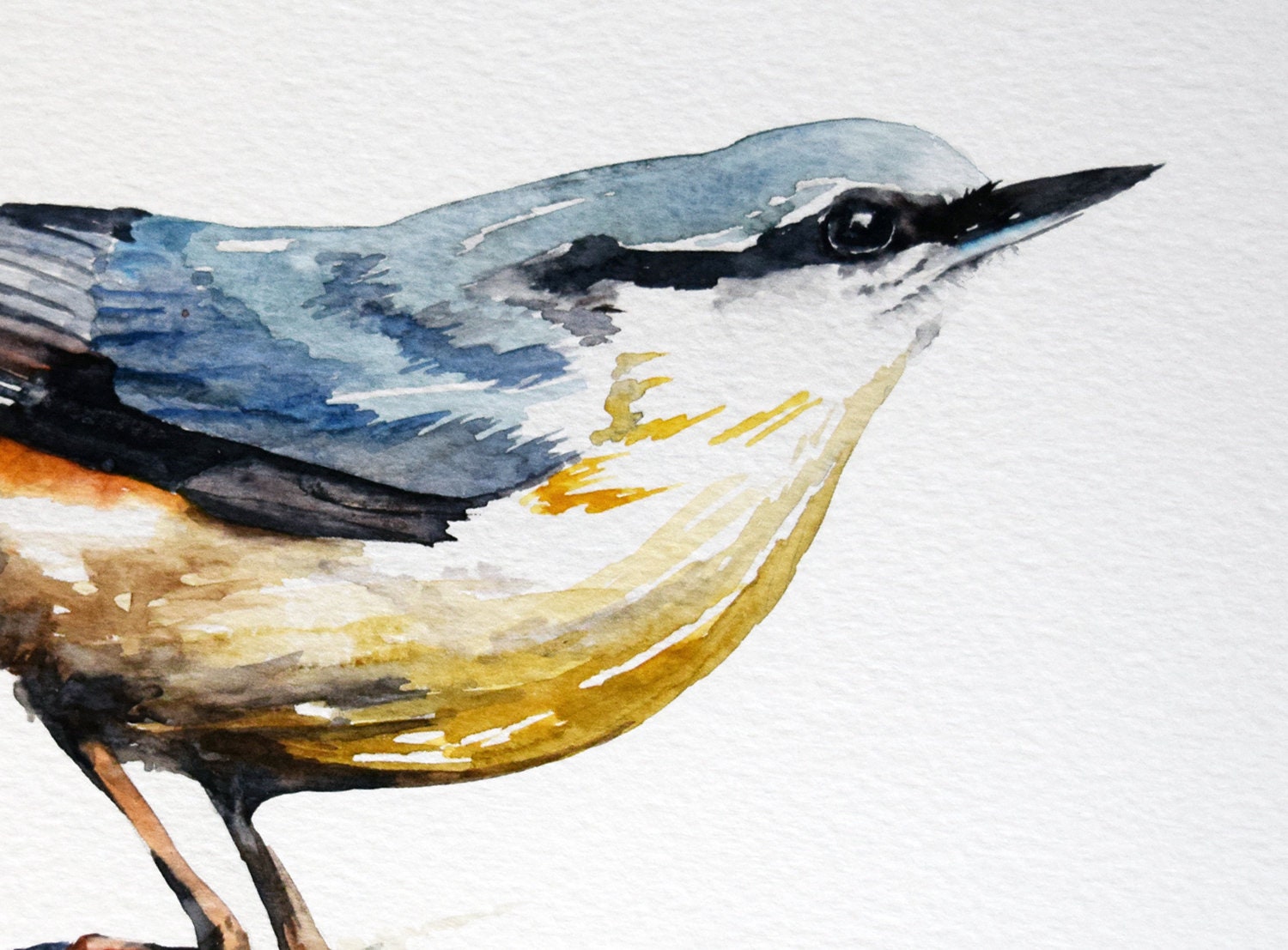 Watercolour Bird | Original Painting | Animal Art | Nuthatch About to ...