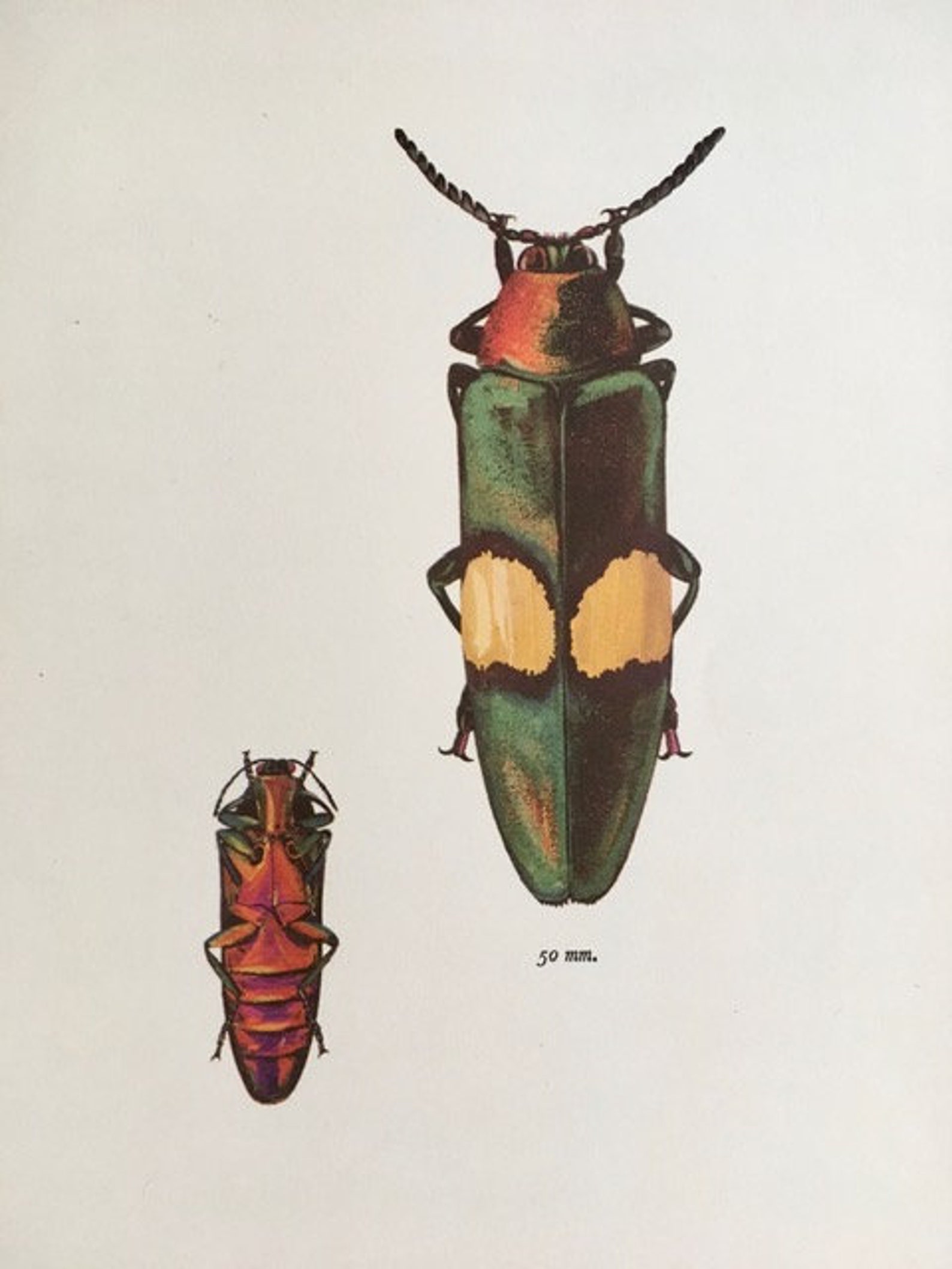 Vintage Beetle Print Bug Print Nature Drawing Gallery Wall - Etsy UK