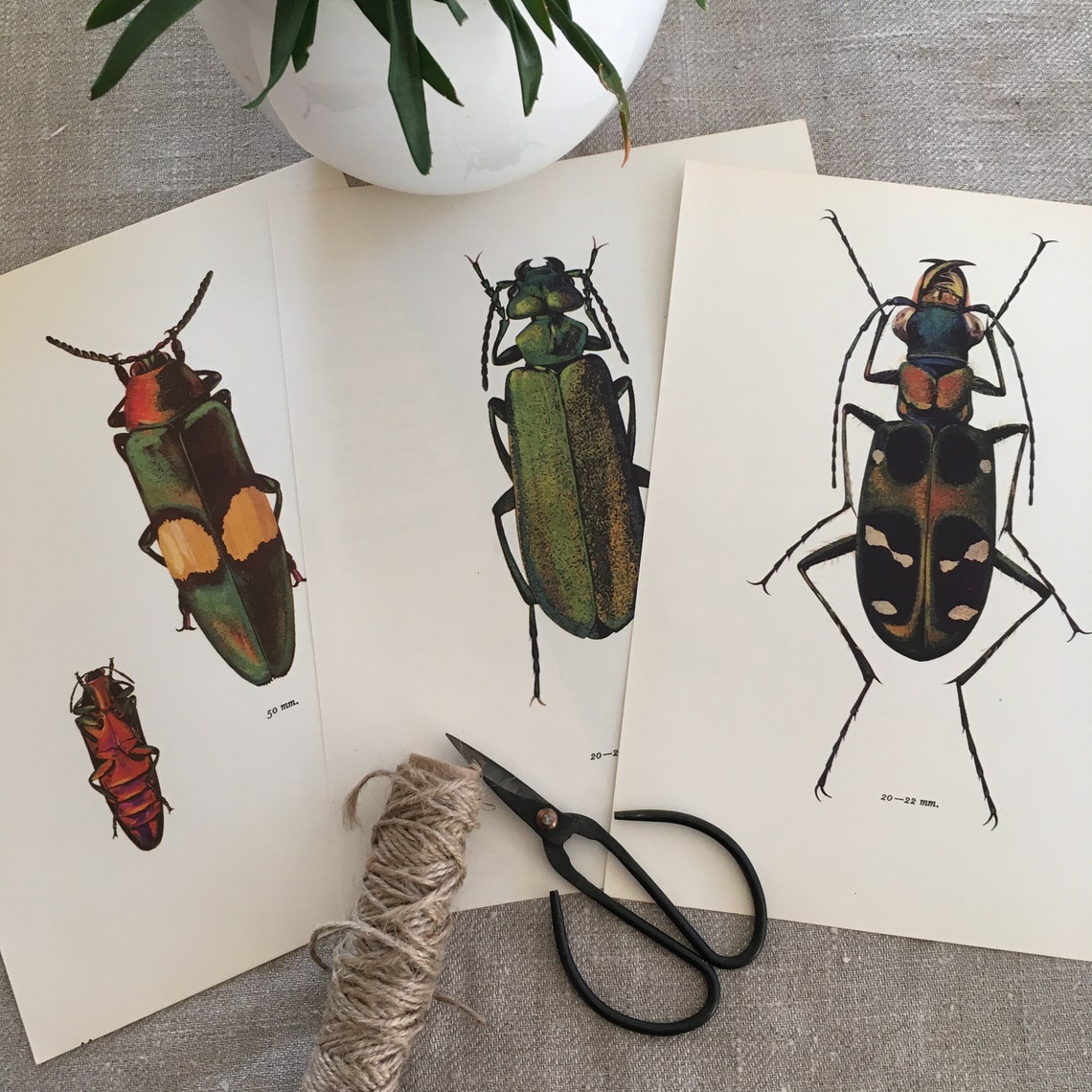 Vintage Beetle Print Bug Print Nature Drawing Gallery Wall - Etsy UK