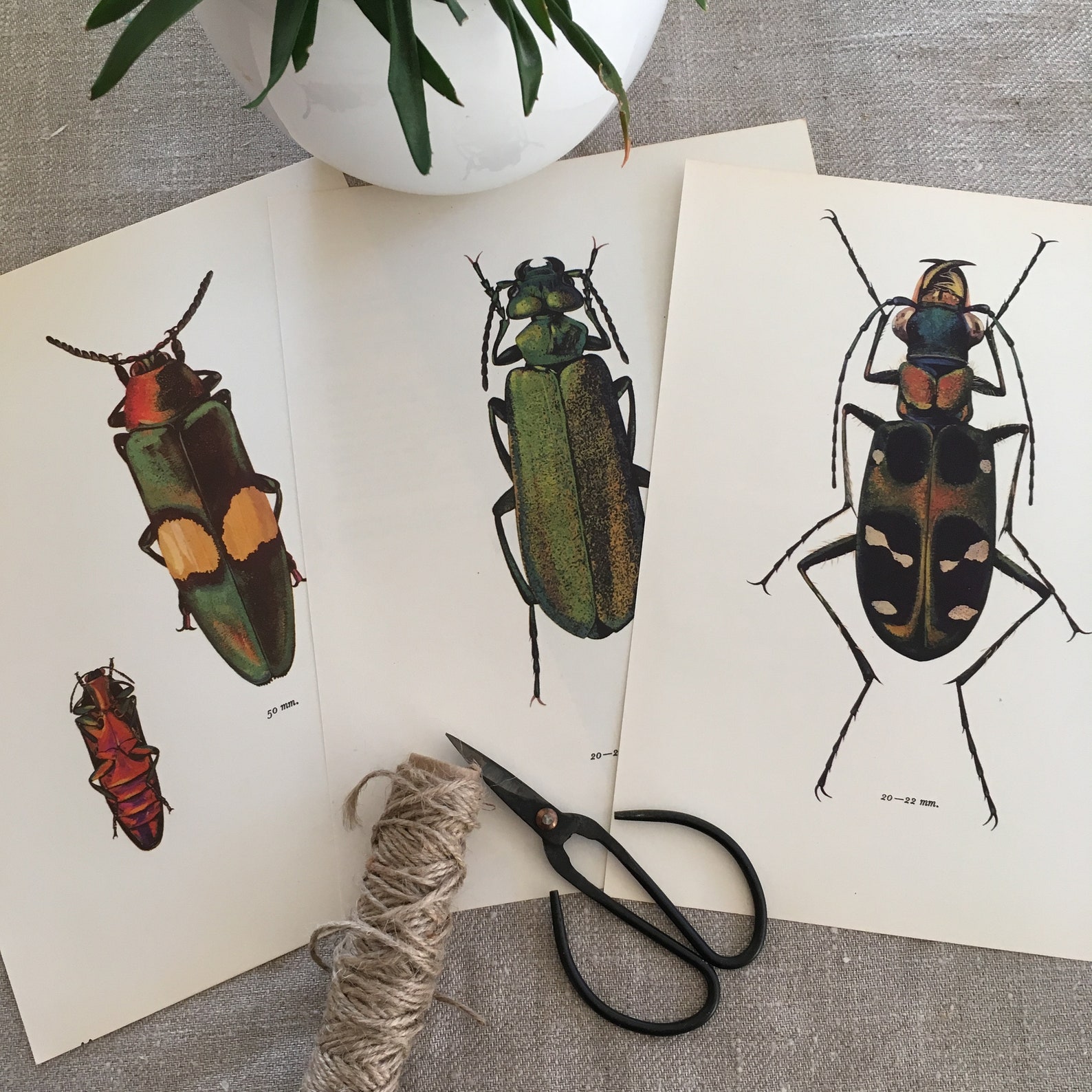 Vintage Beetle Print Bug Print Nature Drawing Gallery Wall - Etsy UK