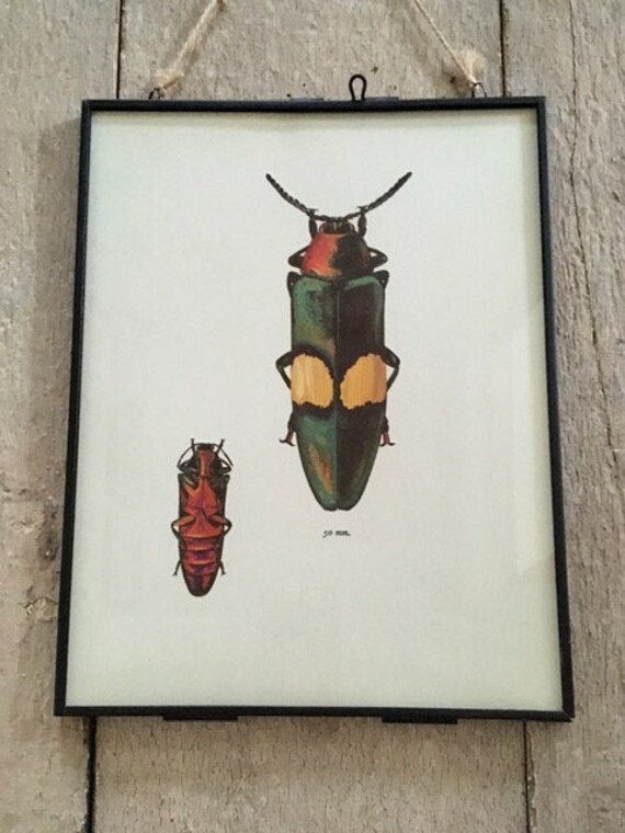 Vintage Beetle Print Bug Print Nature Print Gallery Wall | Etsy UK