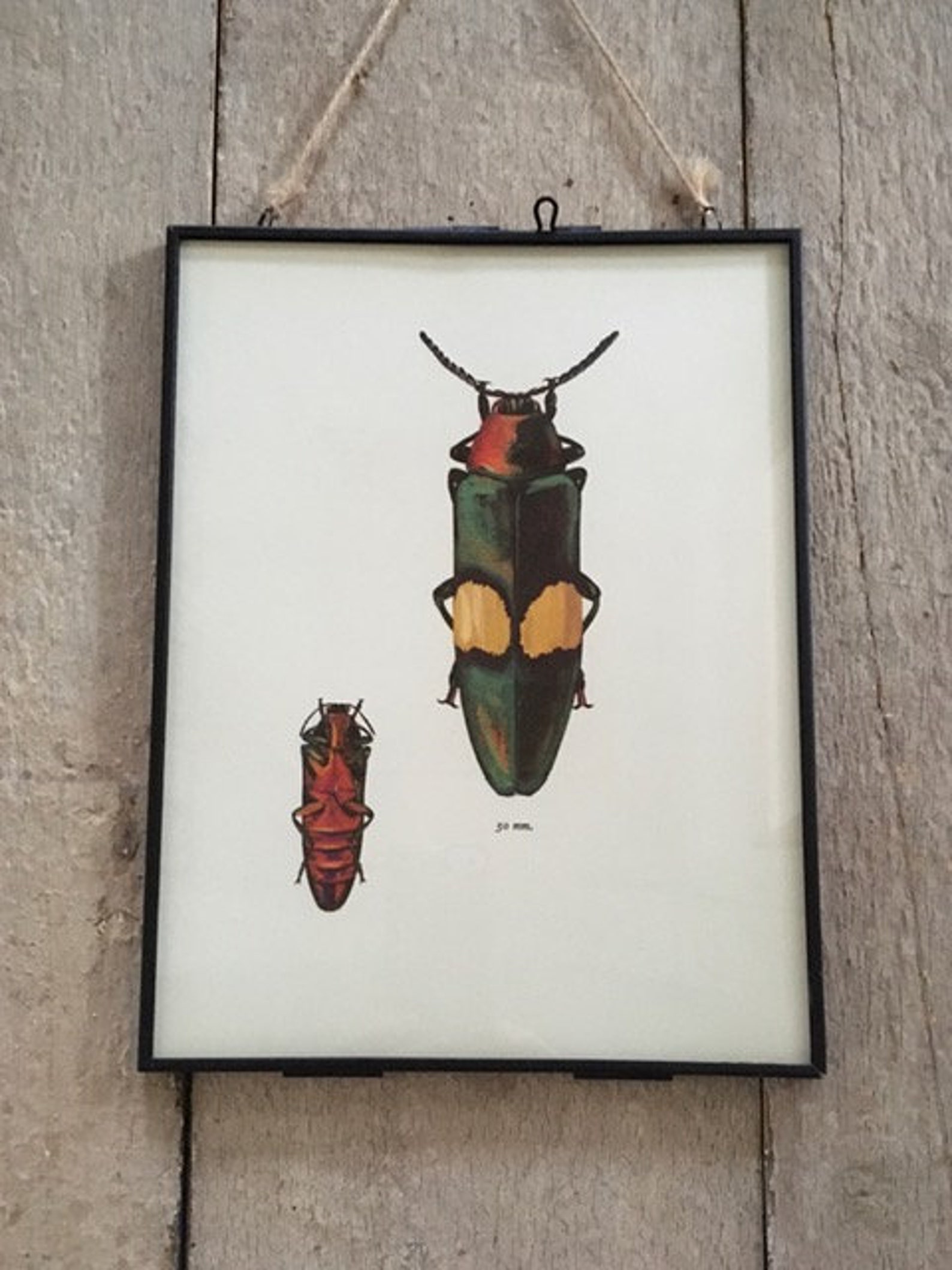 Vintage Beetle Print Bug Print Nature Drawing Gallery Wall - Etsy UK