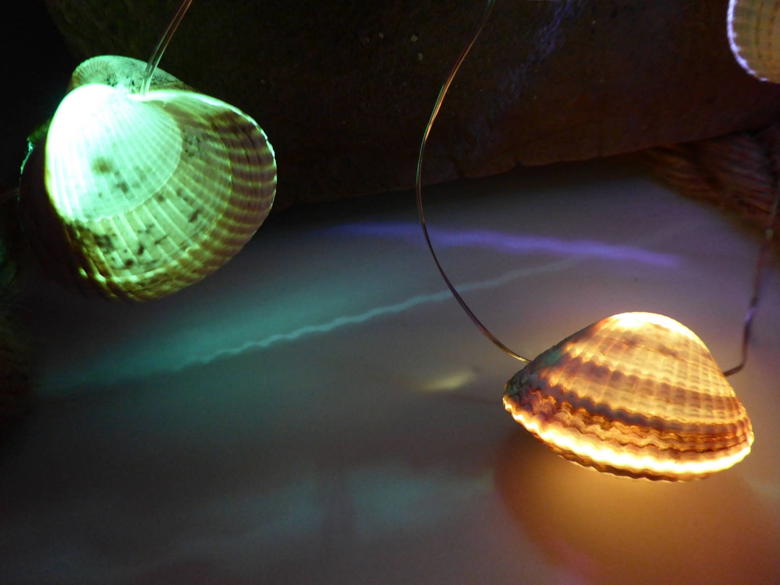 LED Sea Shell Lights//Cockle Sea Shell Lights//Isle of Wight | Etsy