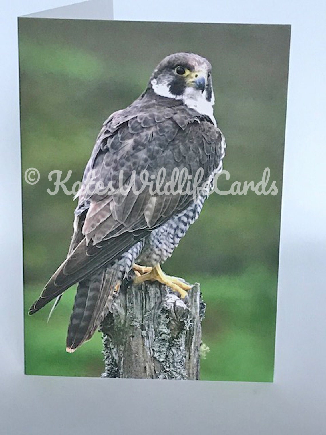 Peregrine Falcon Greeting Card - Etsy