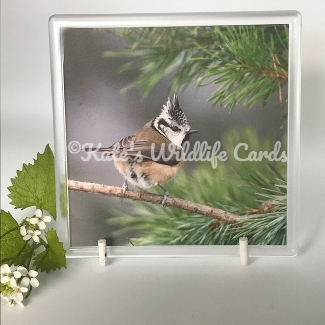 Crested Tit Perspex Coaster - Etsy