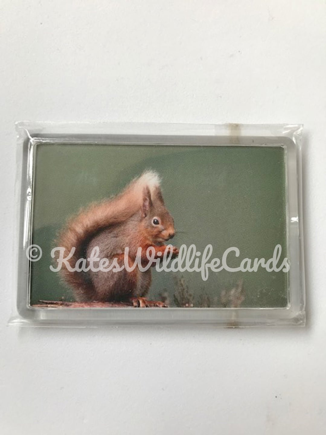 Red Squirrel Fridge Magnet - Etsy