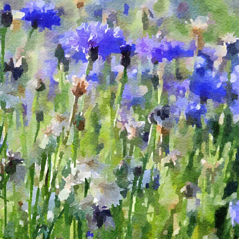 Bachelor Buttons - Etsy