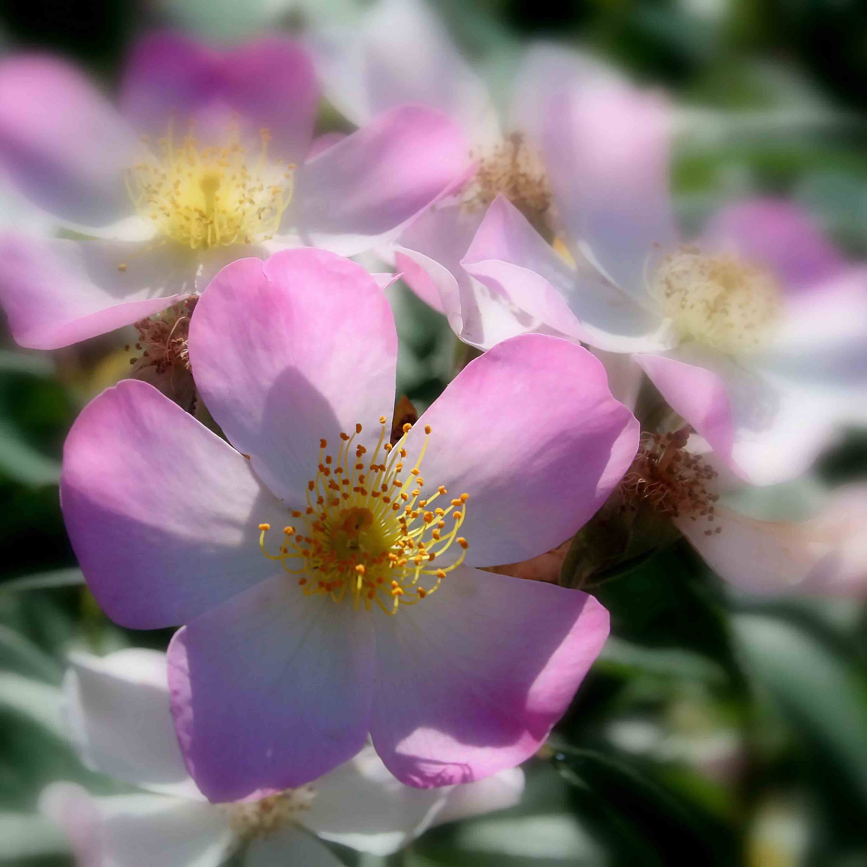 Wild Rose & Leaf Shadows-instant Digital Download for Canvas Print, DIY ...