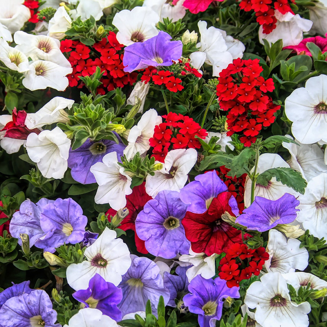 Red, White and Purple Petunias-printable Scrapbook Paper, Petunia ...