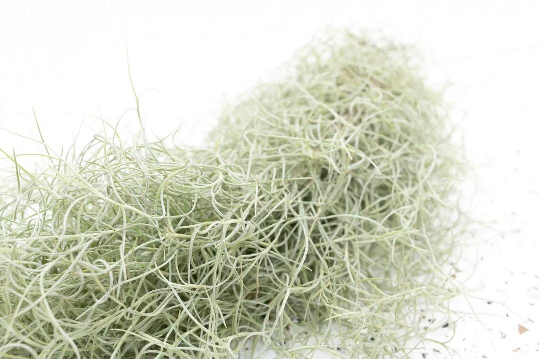 Musgo espanhol | Tillandsia (planta aérea) | Viva - Etsy Portugal