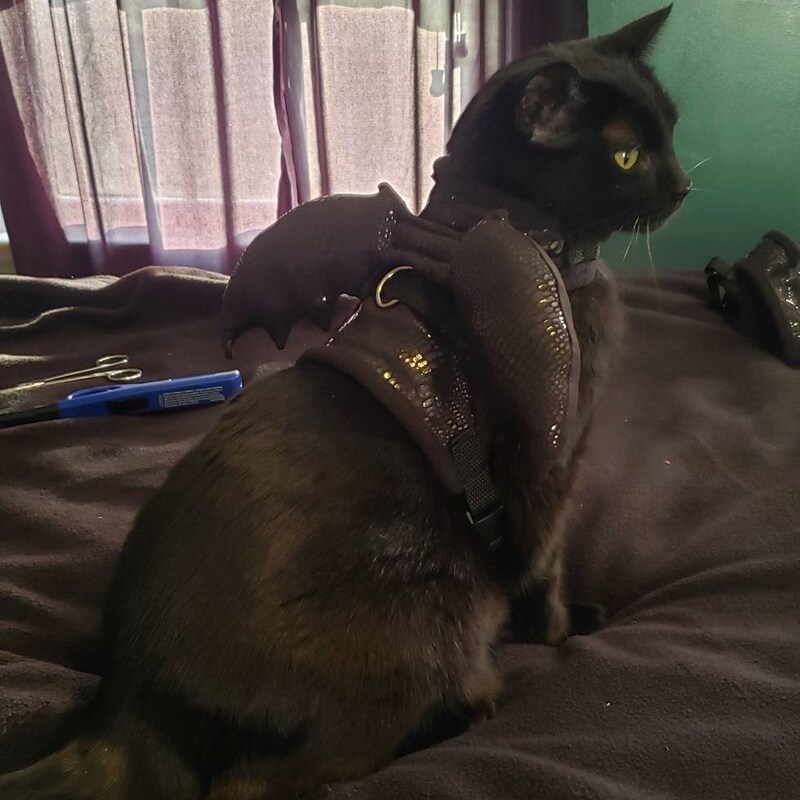 Toothless Dog Costume - Etsy