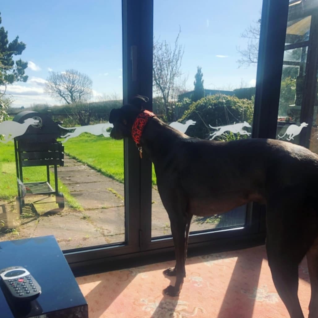 SIGHTHOUND STICKERS Whippet Decals Greyhound Safety Stickers | Etsy