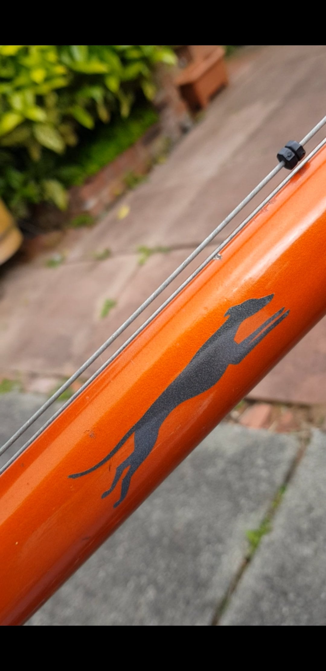 Running Whippet Car Decal, Greyhound Sticker, Sighthound Sticker ...
