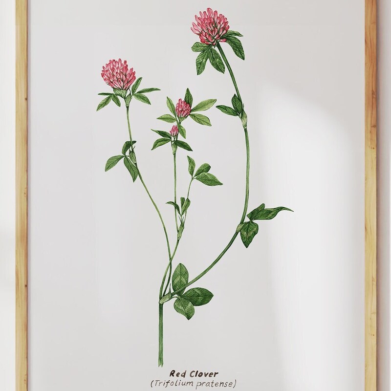 Original Botanical - Etsy