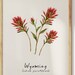 Wyoming State Flower Print. Watercolor Indian Paintbrush Wall Art ...