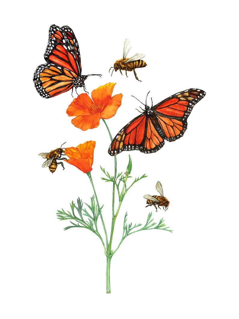 Monarch Butterfly and California Poppy Art Print. Botanical Art Print ...