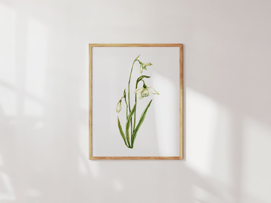 Snowdrop Art Print. January Birth Flower Wall Art. Watercolor Birthday ...
