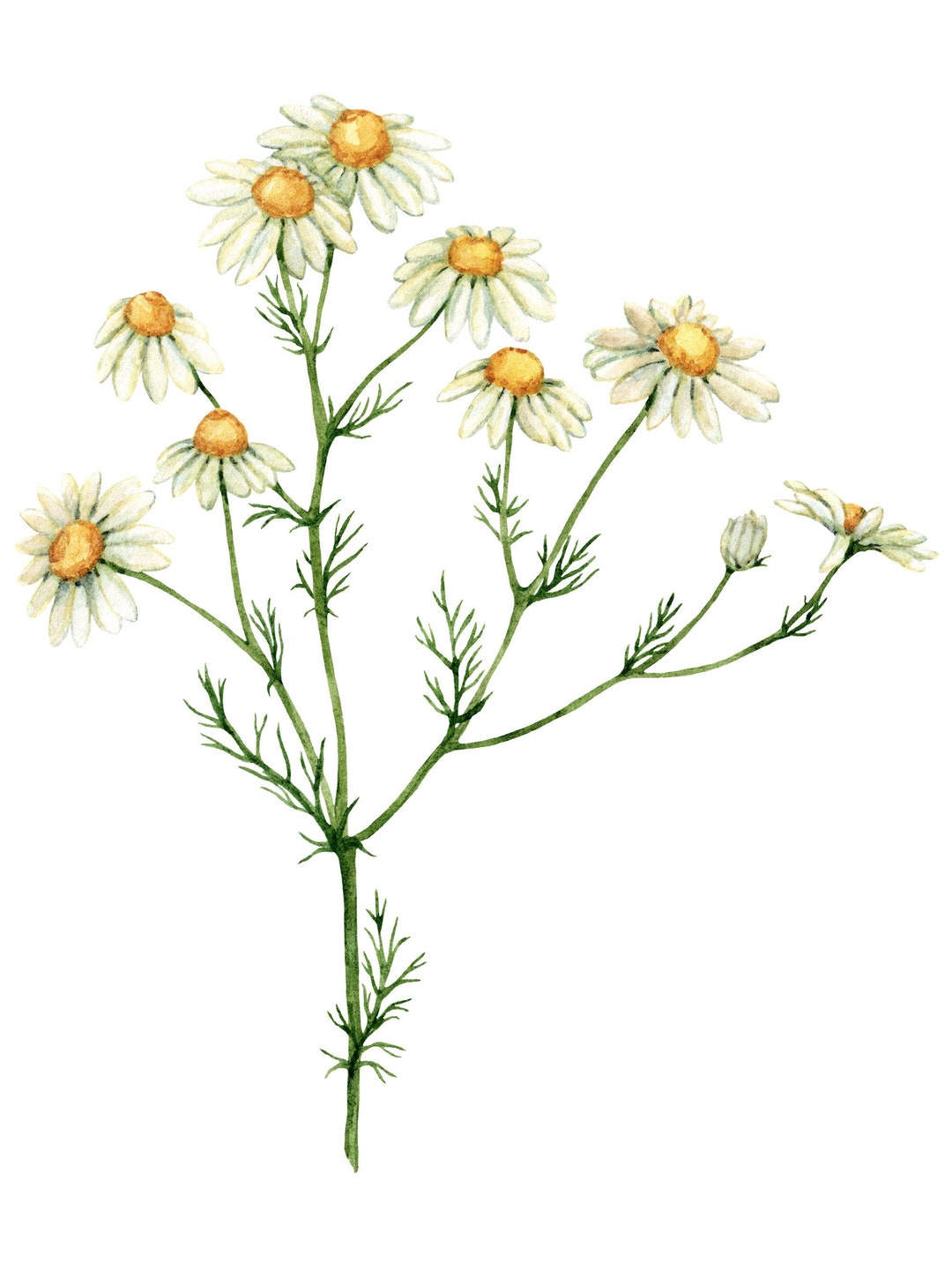 Chamomile Art Print. Watercolor Flowers Botanical Print. - Etsy