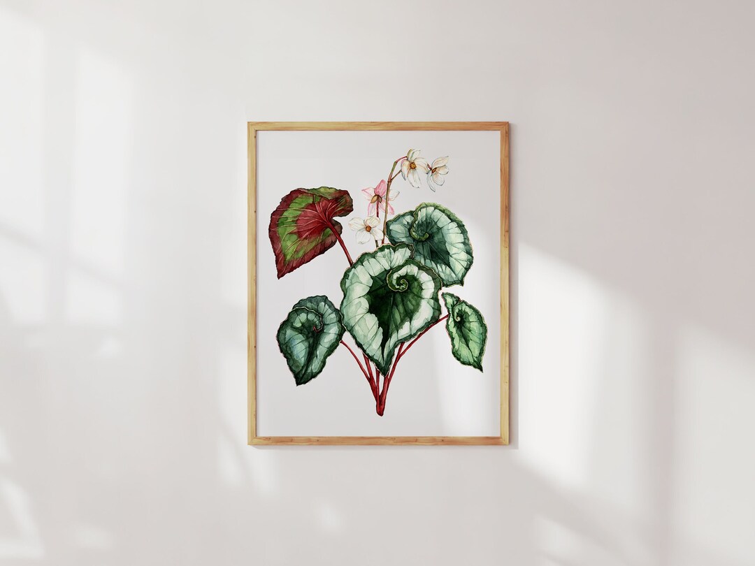 Begonia Art Print. Watercolor House Plant Art. Botanical Painting ...