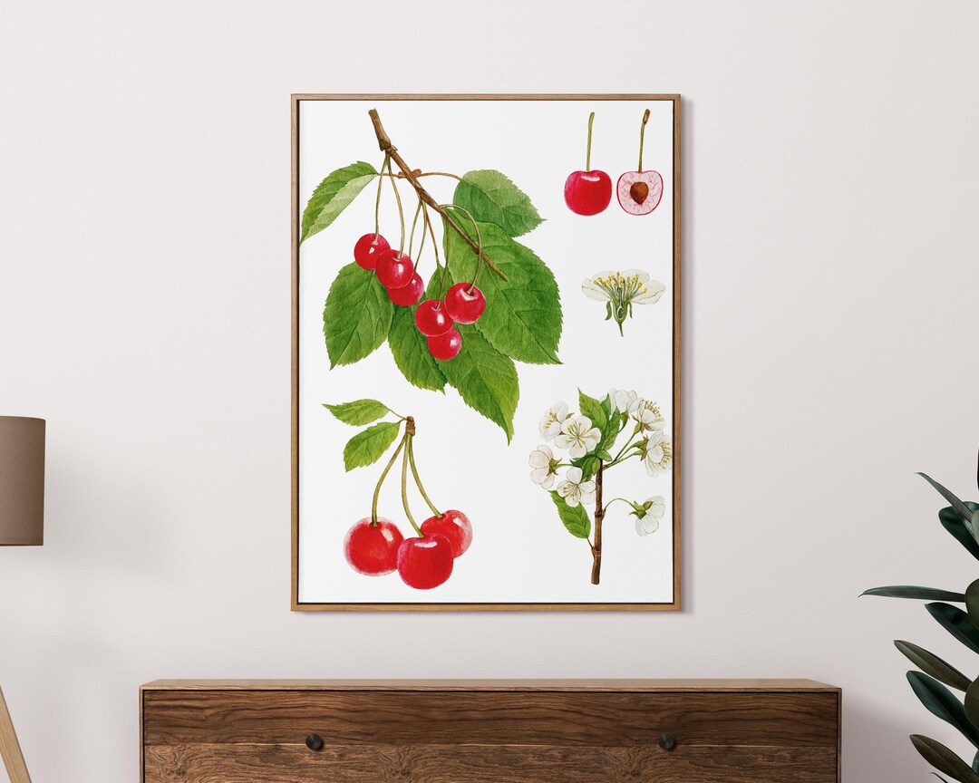 Cherry Print. Botanical Study Wall Art. Berry Watercolor Painting ...