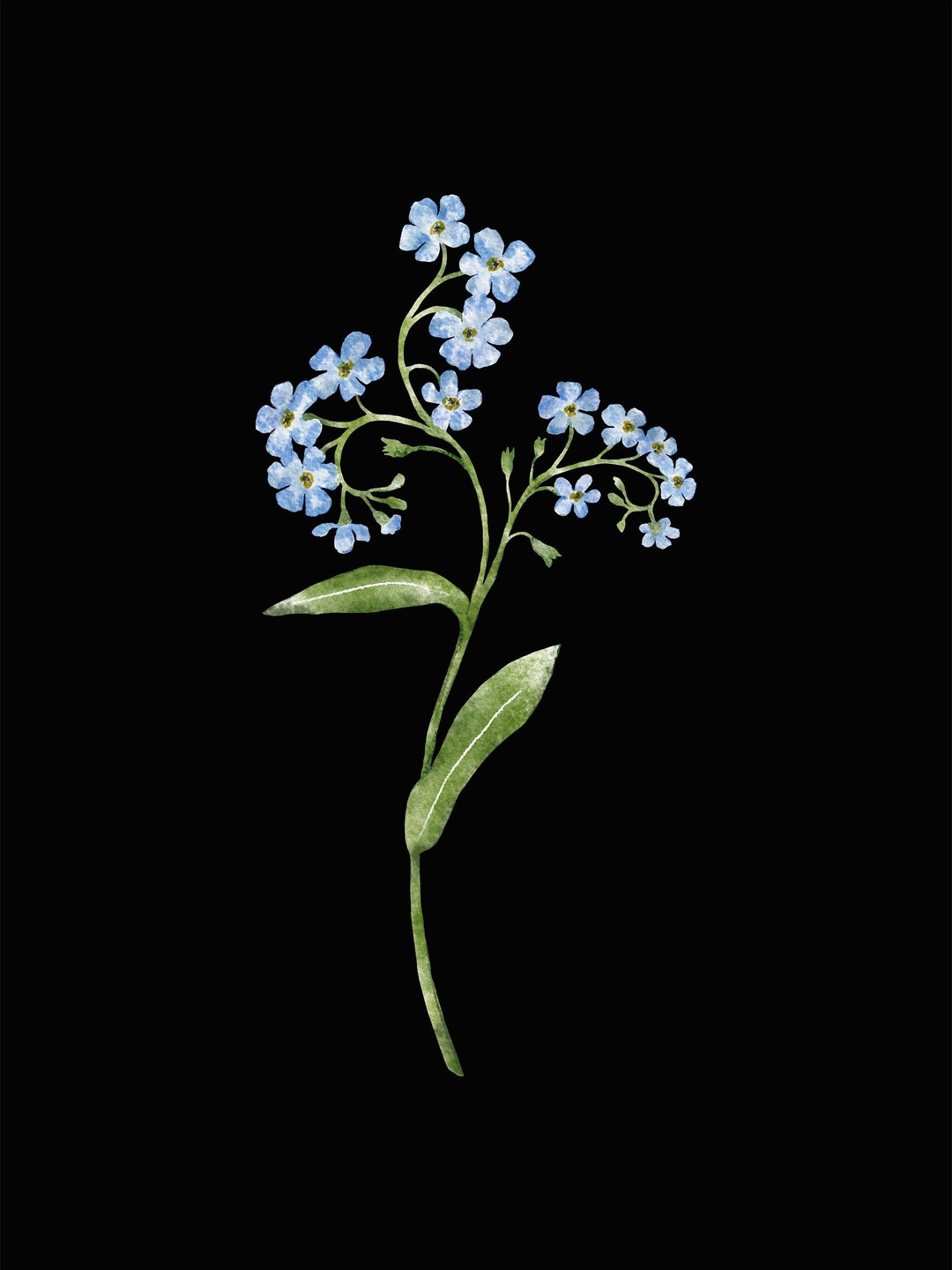 Forget Me Not Flower Print. Dark Botanical Art Print. Forget-me-not ...