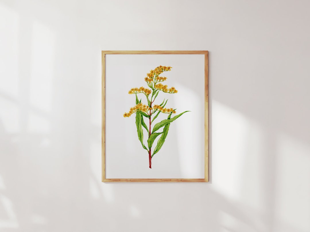 Goldenrod Art Print. Watercolor Yellow Wildflower Print. Botanical Art ...