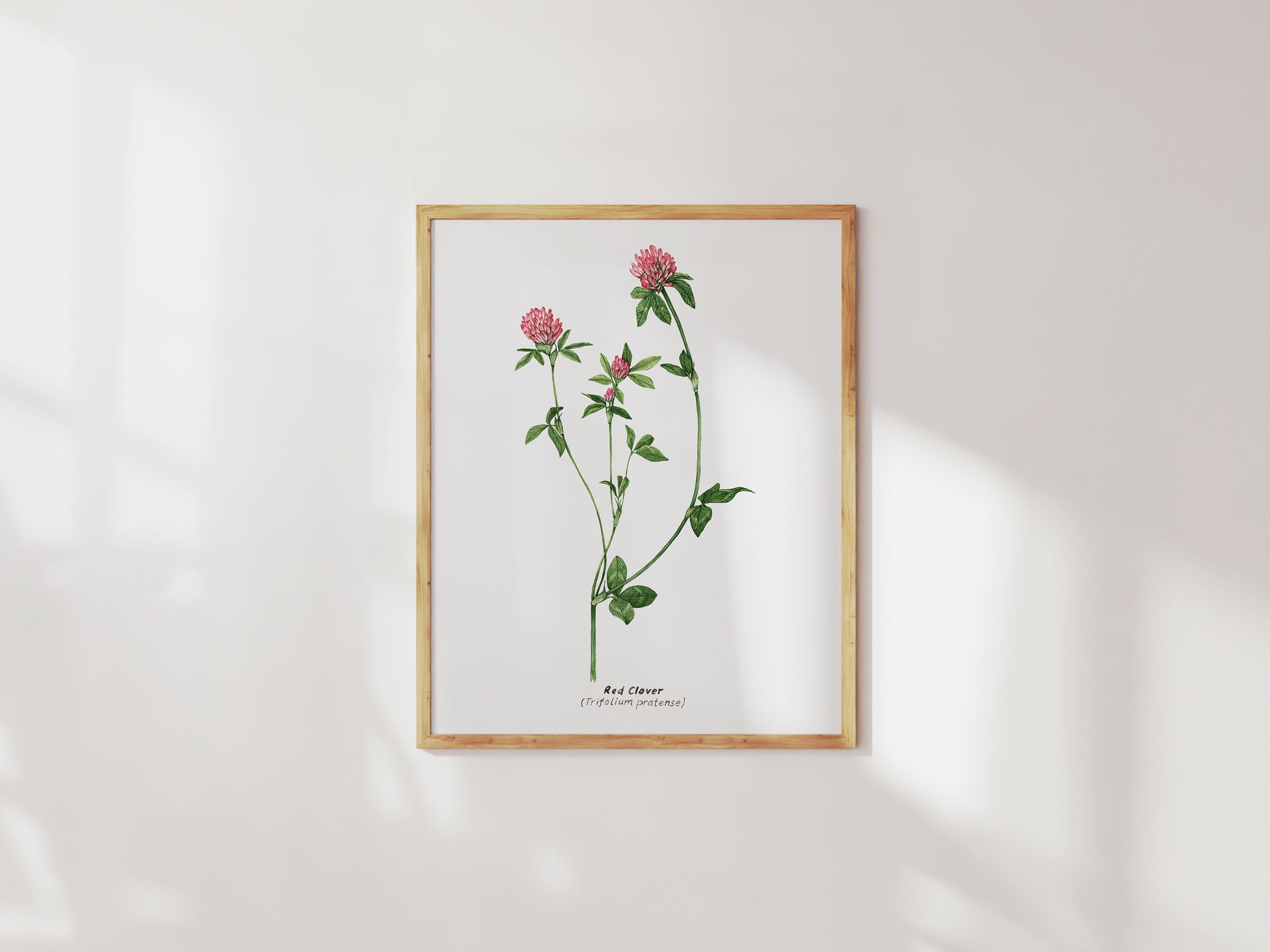 Shop — Anna Farba Illustration