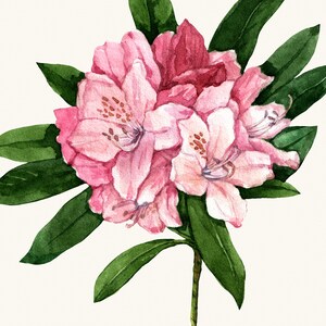 Washington State Flower Print. Watercolor Rhododendron Wall Art. Floral ...